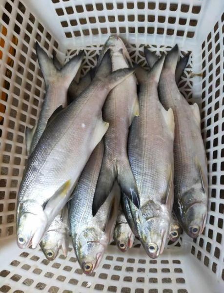 马友鱼多少钱一斤_马友鱼价格为什么差距大-第2张图片-山城妙识