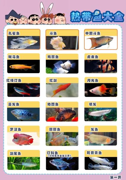 热带鱼怎么养_常见热带鱼有哪些-第1张图片-山城妙识