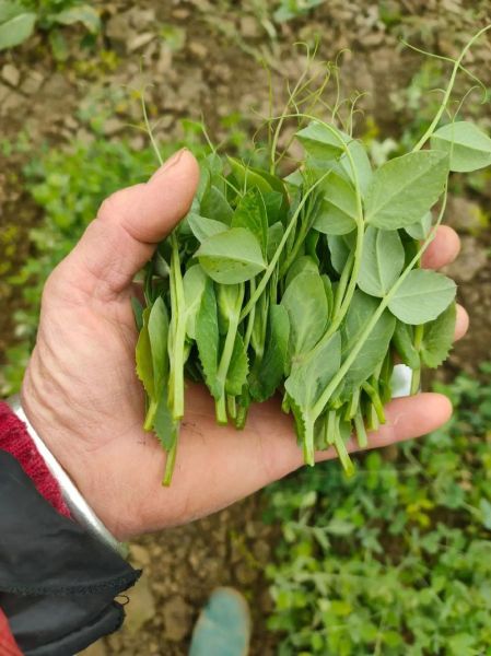 豌豆尖怎么炒好吃_豌豆尖图片长什么样-第3张图片-山城妙识