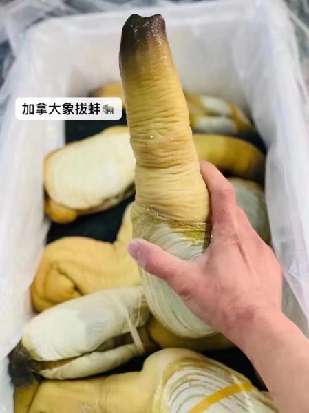 象拔蚌长什么样子_象拔蚌怎么挑选-第3张图片-山城妙识