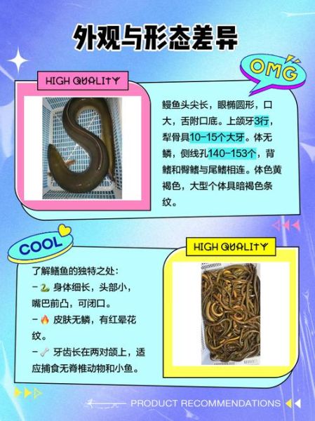 鳗鱼和黄鳝是一种东西吗_区别在哪里-第1张图片-山城妙识 鳗鱼和黄鳝是一种东西吗_区别在哪里-第1张图片-山城妙识