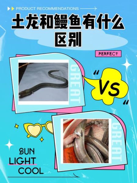 鳗鱼和黄鳝是一种东西吗_区别在哪里-第3张图片-山城妙识 鳗鱼和黄鳝是一种东西吗_区别在哪里-第3张图片-山城妙识
