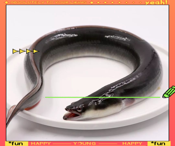 鳗鱼和黄鳝是一种东西吗_区别在哪里-第2张图片-山城妙识 鳗鱼和黄鳝是一种东西吗_区别在哪里-第2张图片-山城妙识