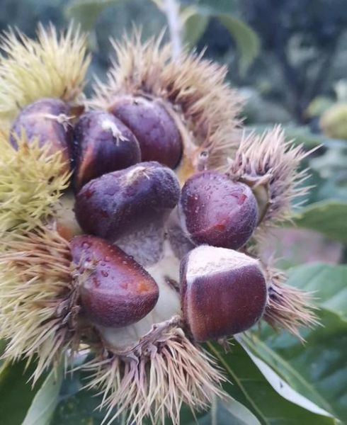 中国哪里的板栗最有名_迁西板栗为什么出名-第1张图片-山城妙识