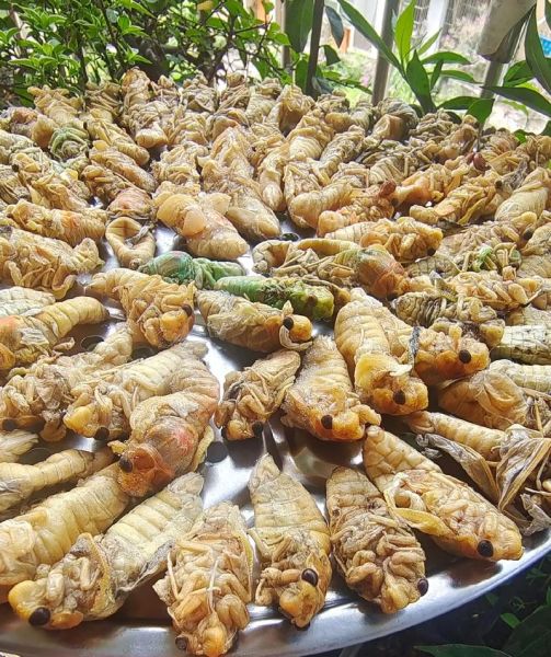 蝉蛹价格一斤多少钱_蝉蛹多少钱一斤2024-第1张图片-山城妙识