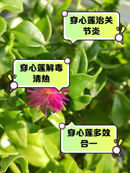 穿心莲菜的功效与作用_怎么吃最有效-第3张图片-山城妙识