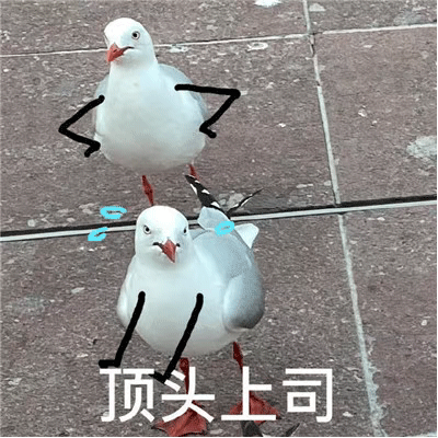 鸽子表情包怎么保存_鸽子表情包为什么火-第1张图片-山城妙识