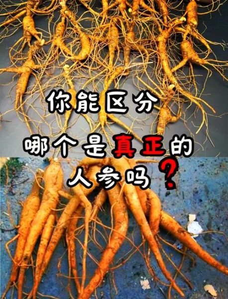 假人参是什么_假人参和真参区别-第2张图片-山城妙识