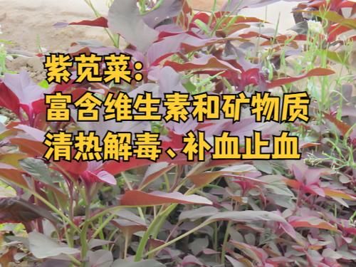紫苋菜的营养价值_紫苋菜的功效与作用-第1张图片-山城妙识