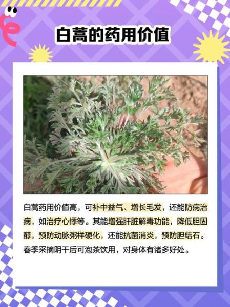 白蒿草的功效与作用_白蒿草怎么吃最好-第3张图片-山城妙识