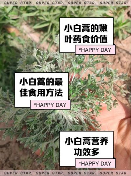白蒿草的功效与作用_白蒿草怎么吃最好-第2张图片-山城妙识
