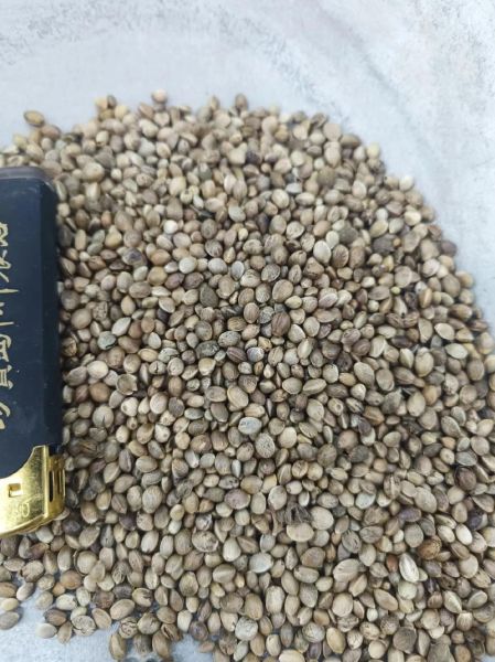 火麻仁多少钱一斤_火麻仁价格行情-第1张图片-山城妙识