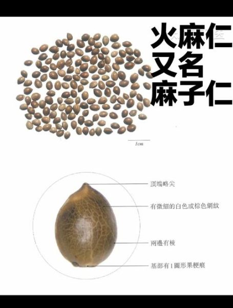 火麻仁多少钱一斤_火麻仁价格行情-第3张图片-山城妙识