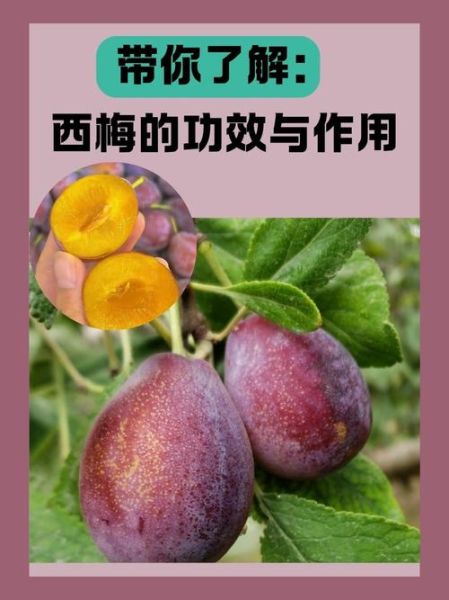 一天吃了20个西梅会怎样_西梅吃多了拉肚子怎么办-第1张图片-山城妙识