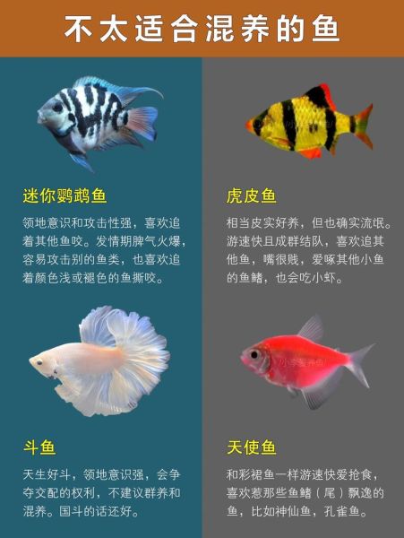 淡水观赏鱼有哪些_如何挑选热带鱼-第2张图片-山城妙识