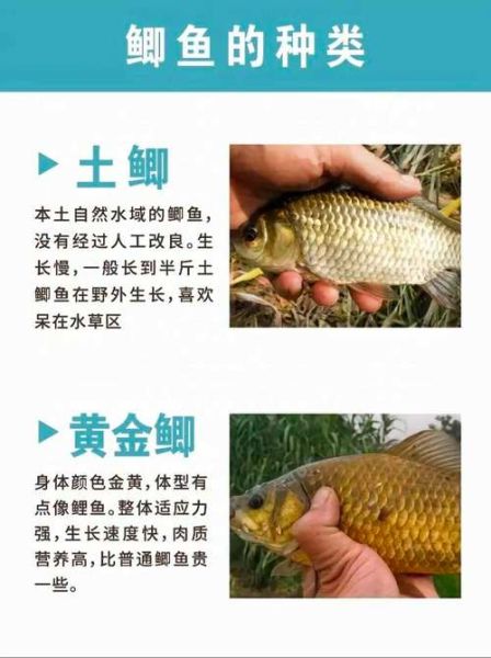 鲫鱼怎么读_鲫鱼读几声-第3张图片-山城妙识