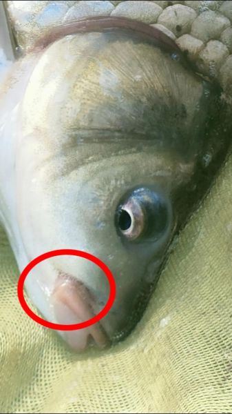 鲫鱼怎么读_鲫鱼读几声-第2张图片-山城妙识