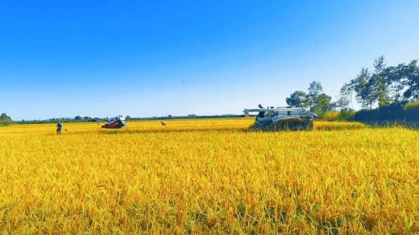 大地丰收图片_如何拍摄出金黄稻田氛围感-第1张图片-山城妙识