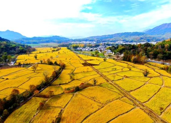 大地丰收图片_如何拍摄出金黄稻田氛围感-第2张图片-山城妙识