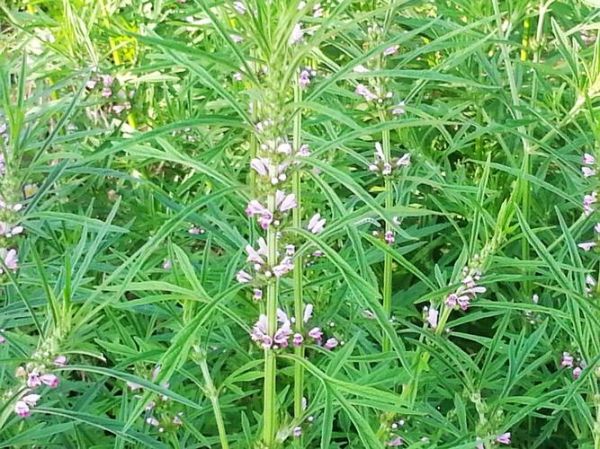 益母草能调节内分泌吗_益母草对女性激素的影响-第1张图片-山城妙识