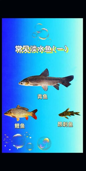 鱼的名称图片大全图片_如何快速识别常见淡水鱼-第3张图片-山城妙识