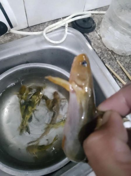 像鲶鱼又像黄辣丁的鱼是什么_如何区分鲶鱼和黄辣丁-第1张图片-山城妙识