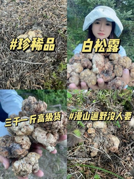 白松露的功效与作用_白松露怎么吃最好-第1张图片-山城妙识