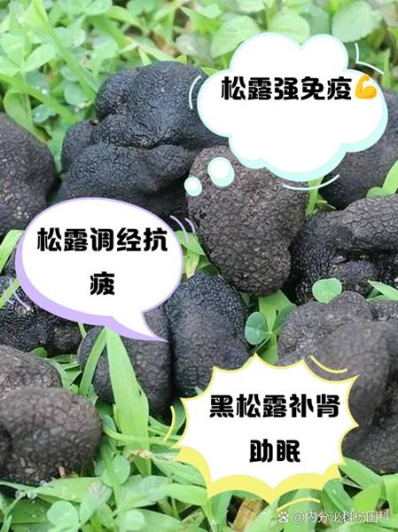 白松露的功效与作用_白松露怎么吃最好-第2张图片-山城妙识