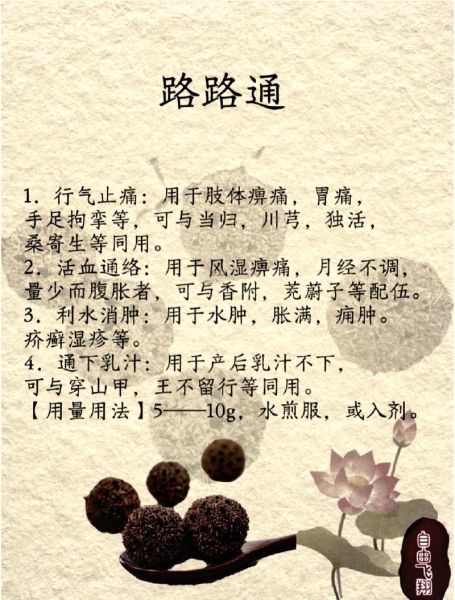 路路通的功效与作用_路路通能治什么病-第1张图片-山城妙识