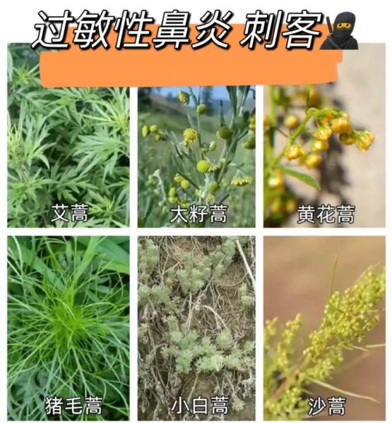 蒿草过敏症状_蒿草过敏怎么办-第1张图片-山城妙识 蒿草过敏症状_蒿草过敏怎么办-第1张图片-山城妙识