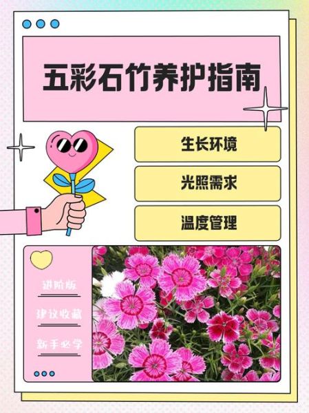 五彩石竹怎么养_五彩石竹花期多久-第1张图片-山城妙识