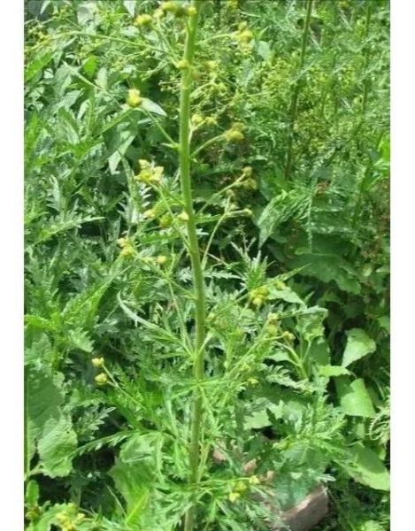 蒿草过敏症状_蒿草过敏怎么办-第2张图片-山城妙识 蒿草过敏症状_蒿草过敏怎么办-第2张图片-山城妙识