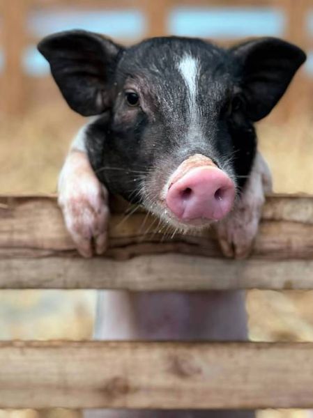 猪图片大全大图_哪里找高清无水印-第1张图片-山城妙识