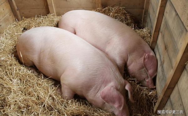 猪图片大全大图_哪里找高清无水印-第3张图片-山城妙识