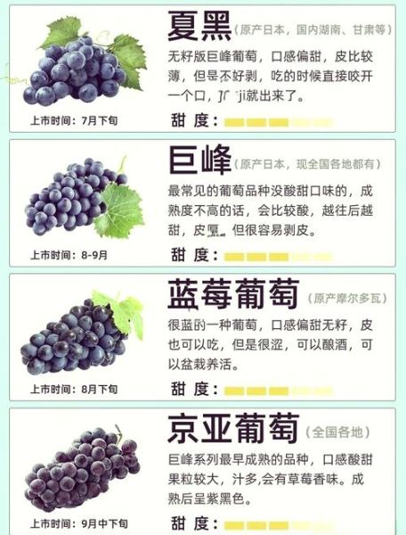 夏黑葡萄什么时候成熟_夏黑葡萄和巨峰葡萄区别-第1张图片-山城妙识