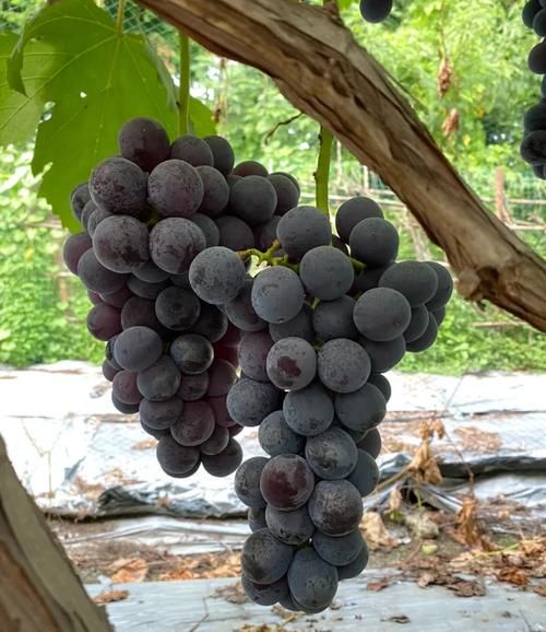 夏黑葡萄什么时候成熟_夏黑葡萄和巨峰葡萄区别-第2张图片-山城妙识
