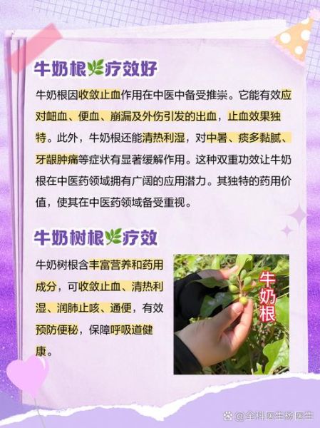 牛奶树根的功效与作用_牛奶树根怎么泡水喝-第3张图片-山城妙识