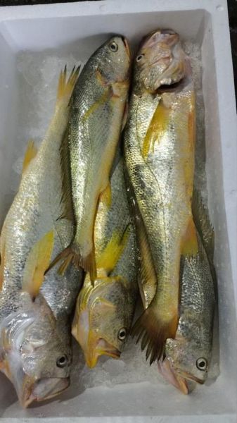 野生大黄花鱼多少钱一斤_野生大黄花鱼价格走势-第3张图片-山城妙识