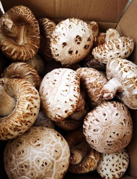 花菇图片大全及价格_花菇多少钱一斤-第2张图片-山城妙识