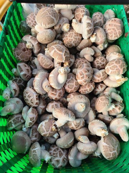 花菇图片大全及价格_花菇多少钱一斤-第1张图片-山城妙识