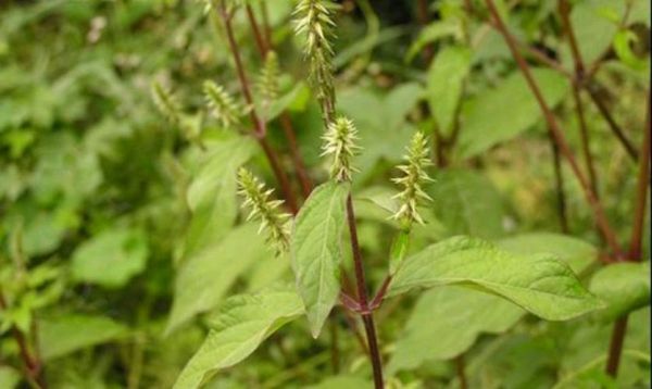 川牛膝和怀牛膝的区别_如何辨别真假川牛膝-第2张图片-山城妙识