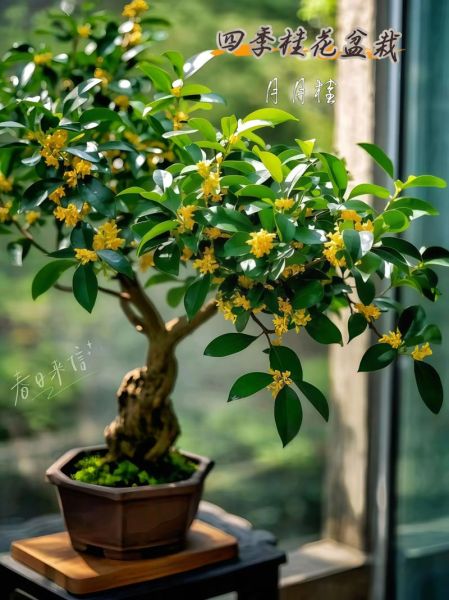 月桂树怎么养_月桂树风水作用-第1张图片-山城妙识