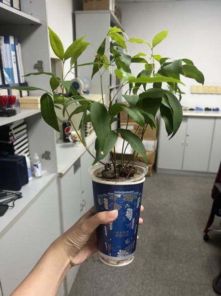 月桂树怎么养_月桂树风水作用-第2张图片-山城妙识