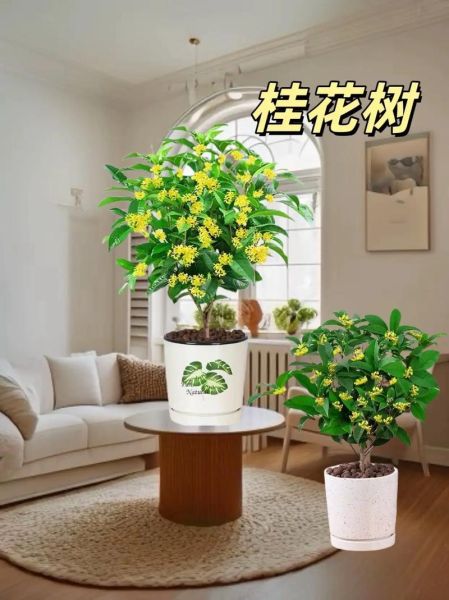 月桂树怎么养_月桂树风水作用-第3张图片-山城妙识