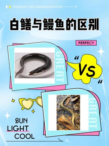 白鳗鱼的营养价值_白鳗鱼适合什么人吃-第1张图片-山城妙识