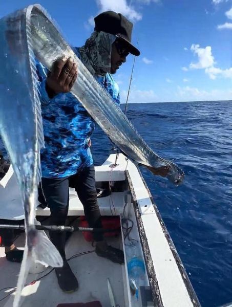 皇带鱼为什么被称为地震鱼_皇带鱼的恐怖传说真相-第1张图片-山城妙识