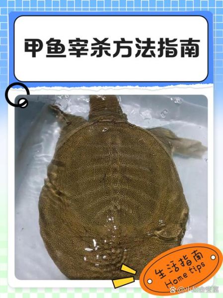 甲鱼怎么杀_甲鱼宰杀前怎么处理-第1张图片-山城妙识