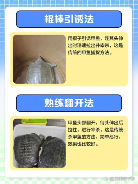 甲鱼怎么杀_甲鱼宰杀前怎么处理-第3张图片-山城妙识