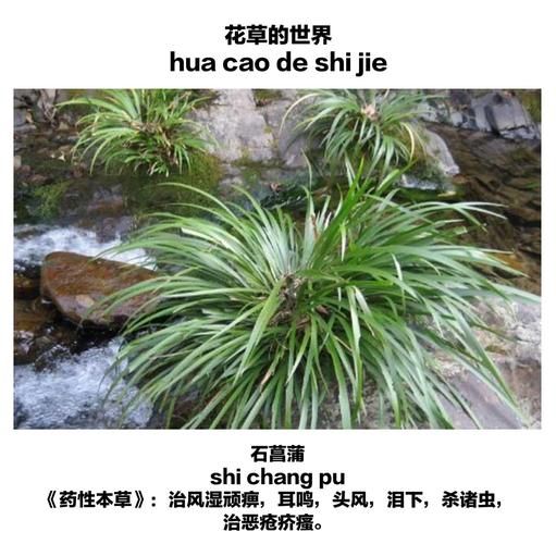 野生石菖蒲图片_如何辨别真假野生石菖蒲-第3张图片-山城妙识
