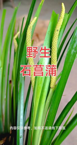 野生石菖蒲图片_如何辨别真假野生石菖蒲-第2张图片-山城妙识